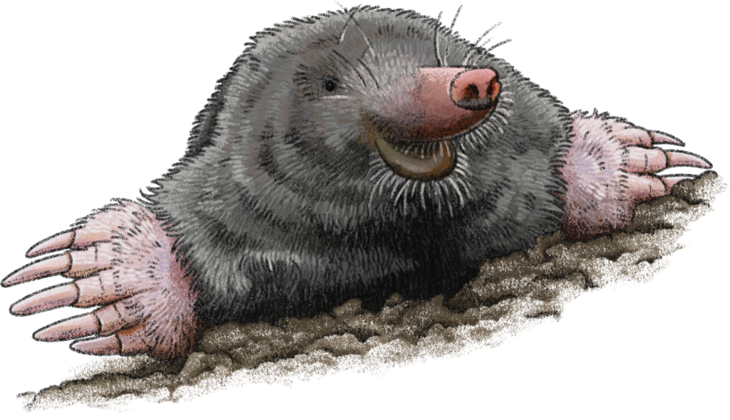 10 domande sulla nostra talpa